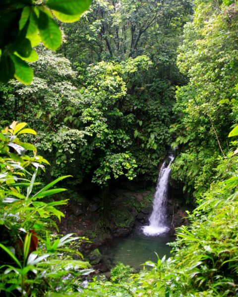 Dominica Experiences | Dominica Tourism
